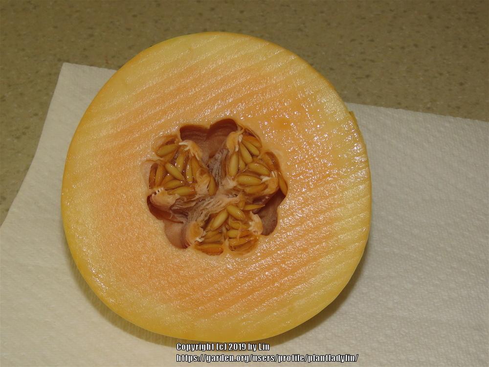 Honey Dew Melon (Cucumis melo var. inodorus 'Orange Dew') - Garden.org