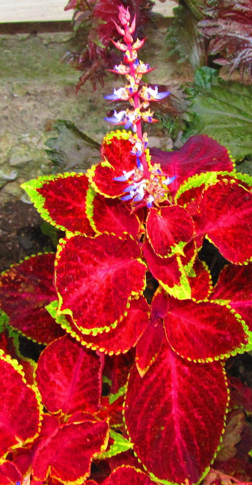 Coleus: Plant Care and Collection of Varieties - Garden.org