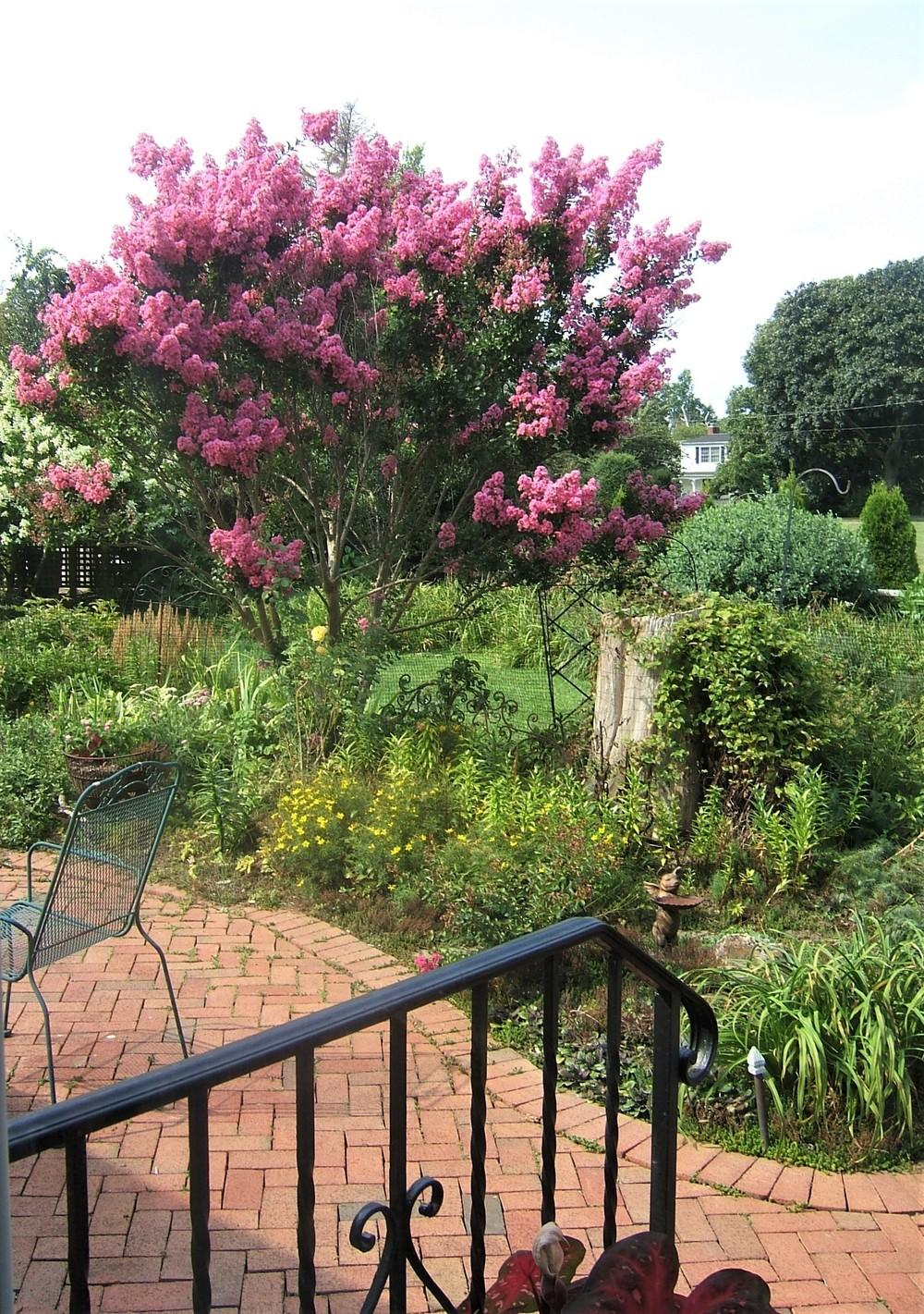 i need help identifying this beautiful tree in the Plant ID forum ...