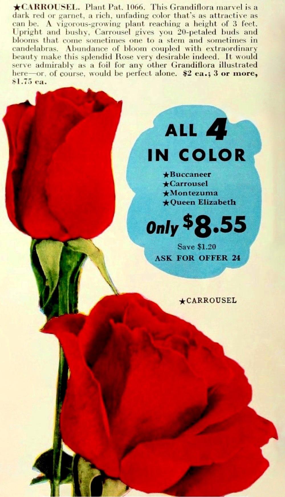 Rose (Rosa 'Carrousel') in the Roses Database - Garden.org