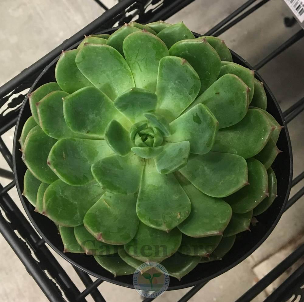 Photo of the seedling or young plant of Conchita (Echeveria 'Elfstone ...