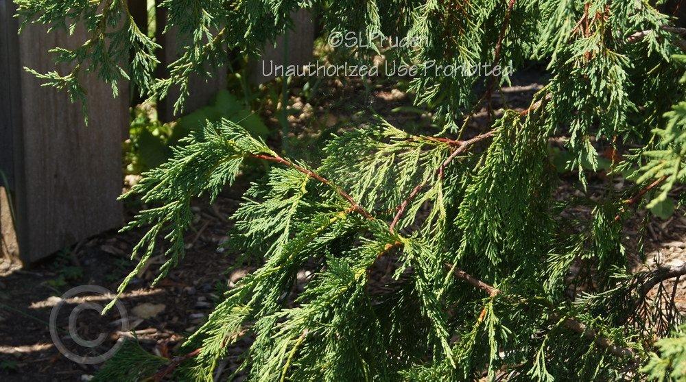 Photo of the leaves of Weeping Alaska Cedar (Xanthocyparis nootkatensis ...