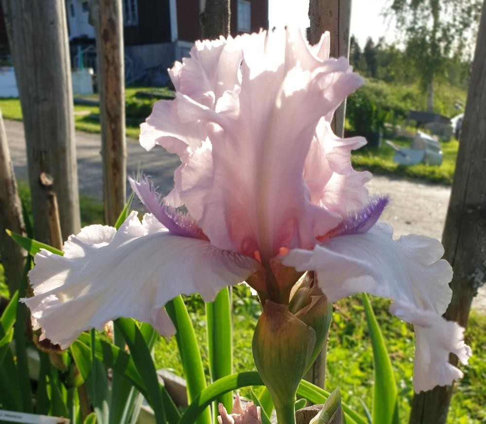 Tall Bearded Iris (Iris 'Air Time') in the Irises Database - Garden.org