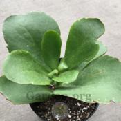 Kalanchoe 'Dragonfire' in the Kalanchoes Database - Garden.org