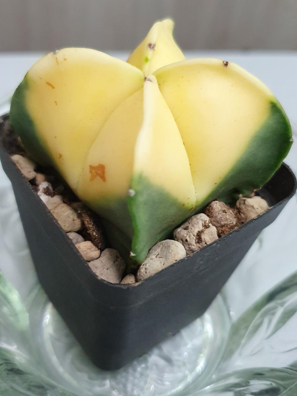 What Happened to my Bishop's Cap? in the Cactus and Succulents forum ...