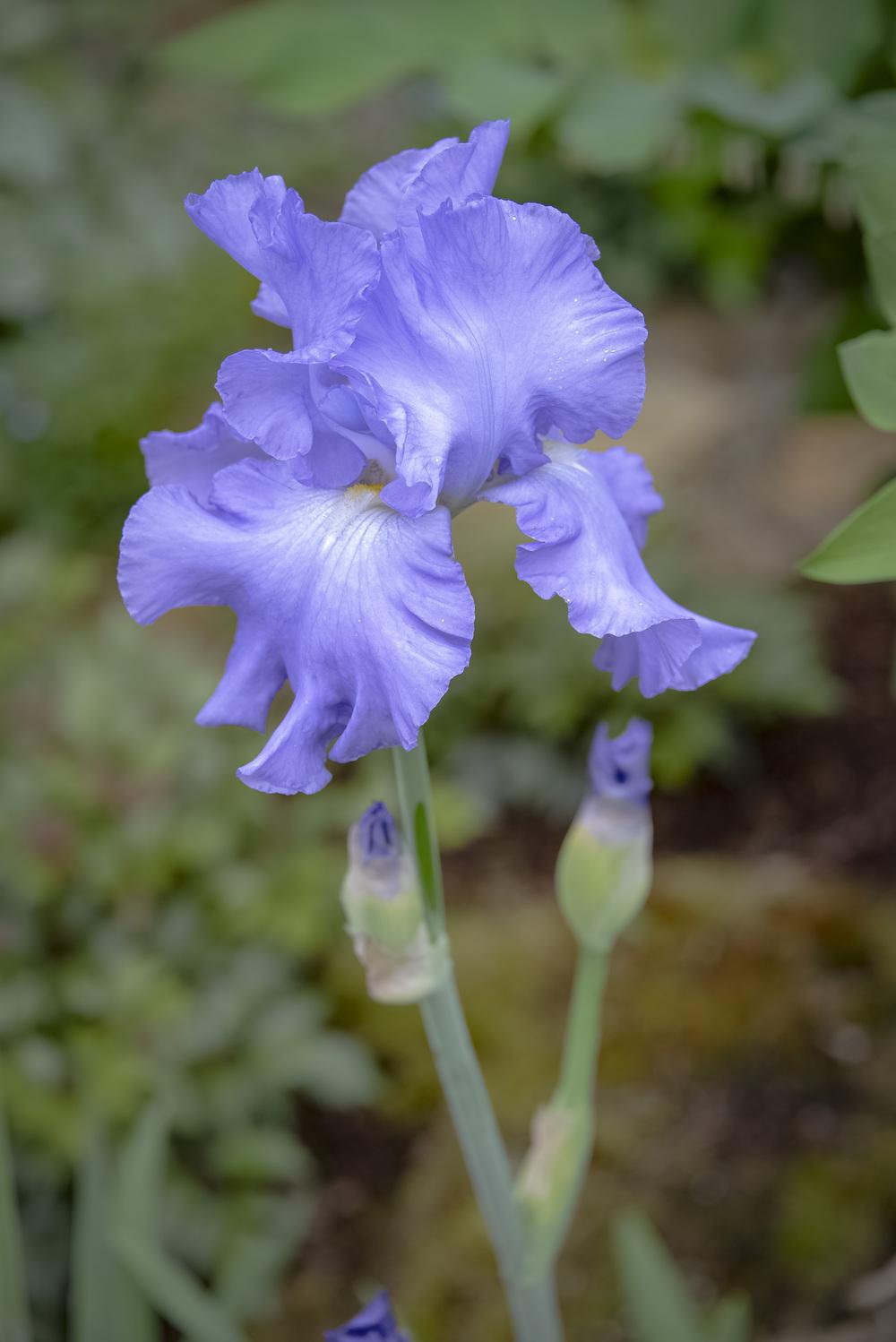 Photo of the bloom of Tall Bearded Iris (Iris 'Open Ocean') posted by ...