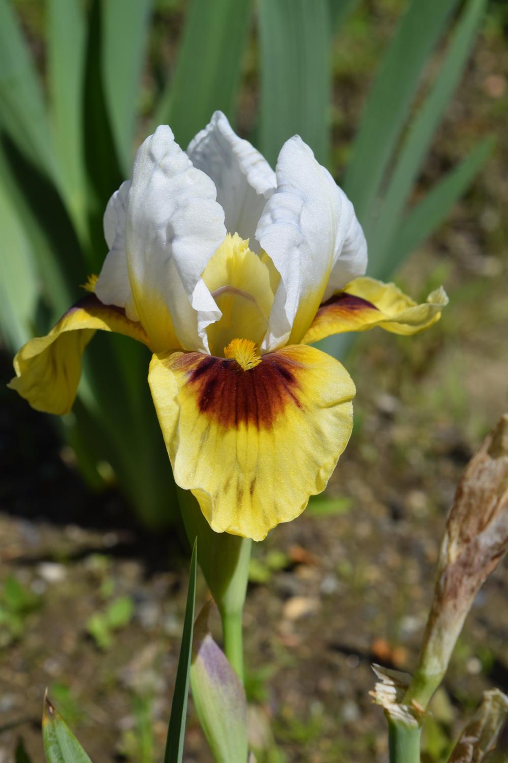 Photo of the bloom of Arilbred Iris (Iris 'Sun and Snow') posted by ...