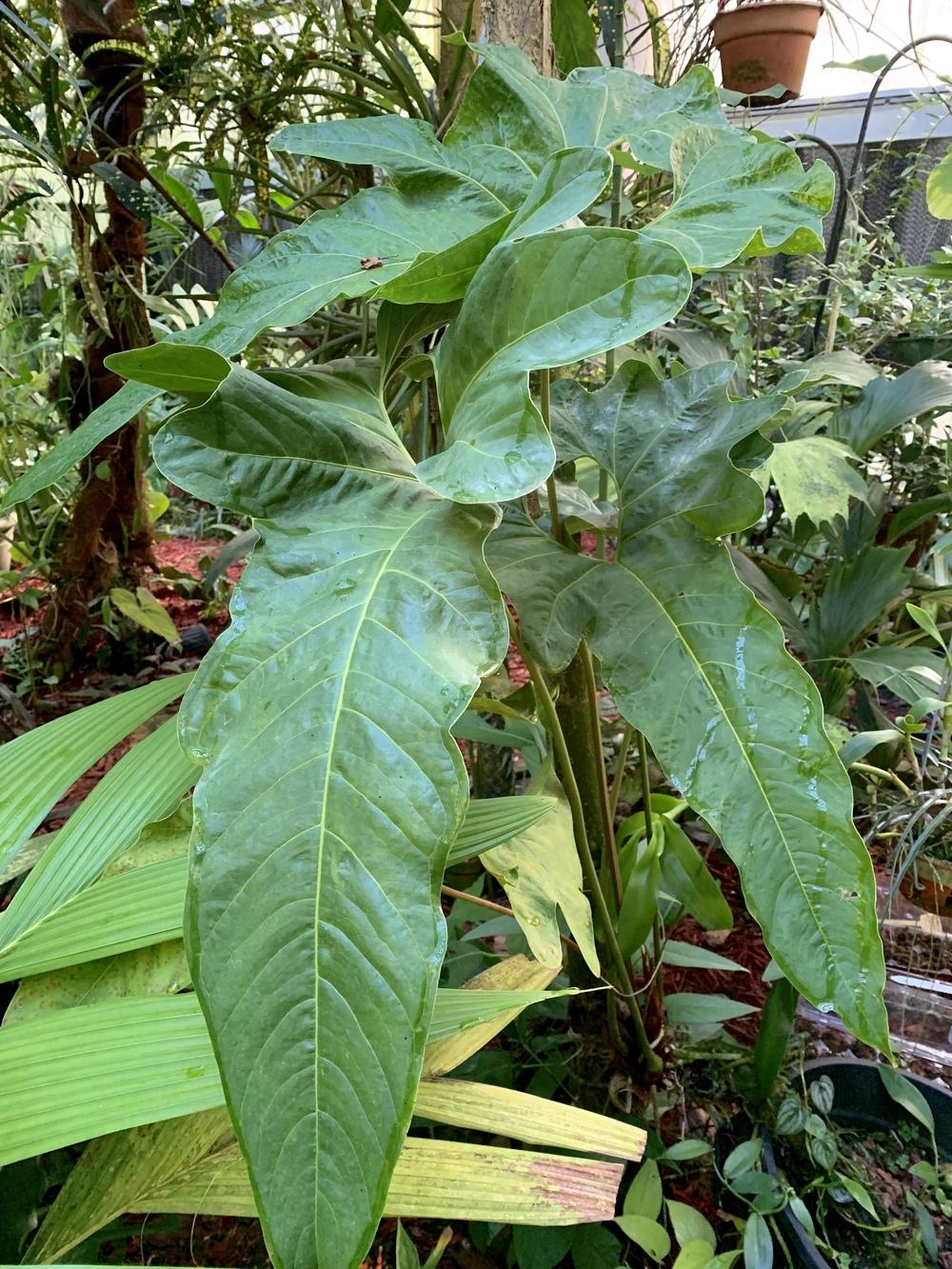 Germinating Tropical Seeds: Tutorial using Anthurium in the Tropicals ...