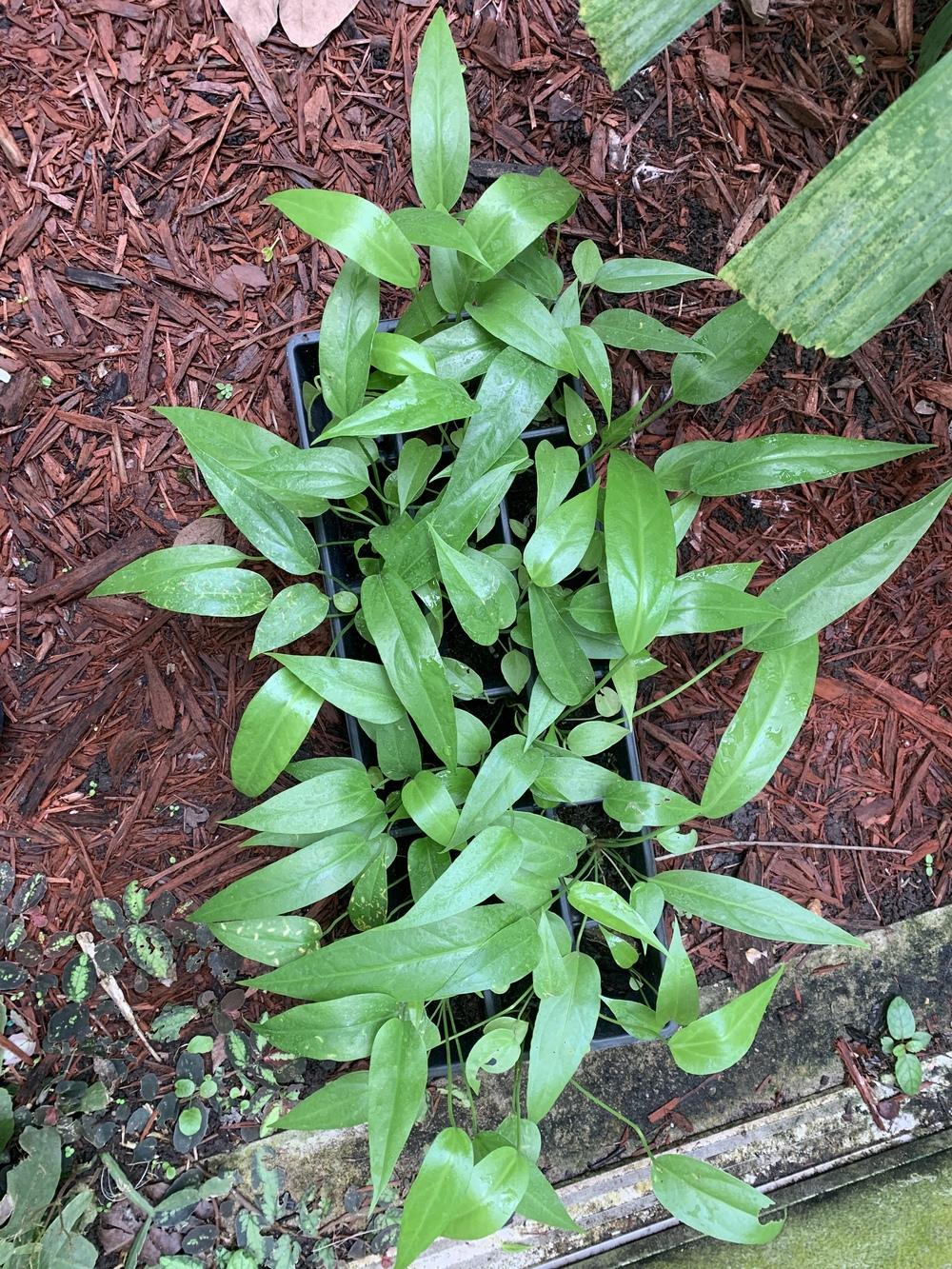 Germinating Tropical Seeds: Tutorial using Anthurium in the Tropicals ...