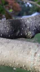 Magnolia tree disease in the Ask a Question forum - Garden.org