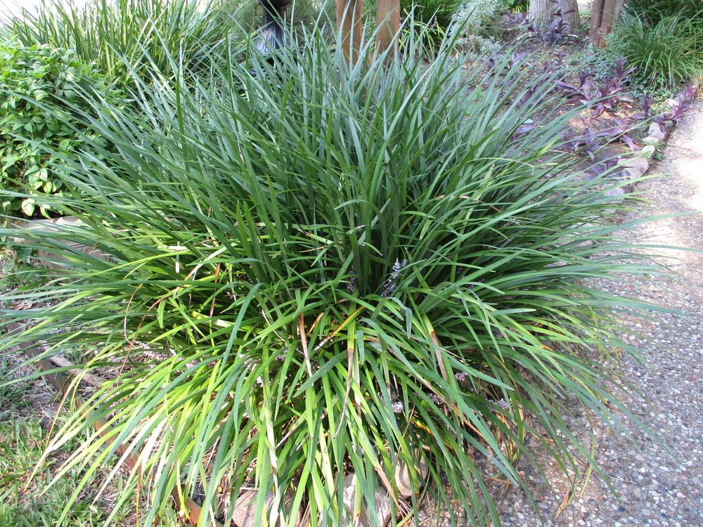 Giant Lily Turf (Liriope muscari 'Evergreen Giant') in the Liriopes ...