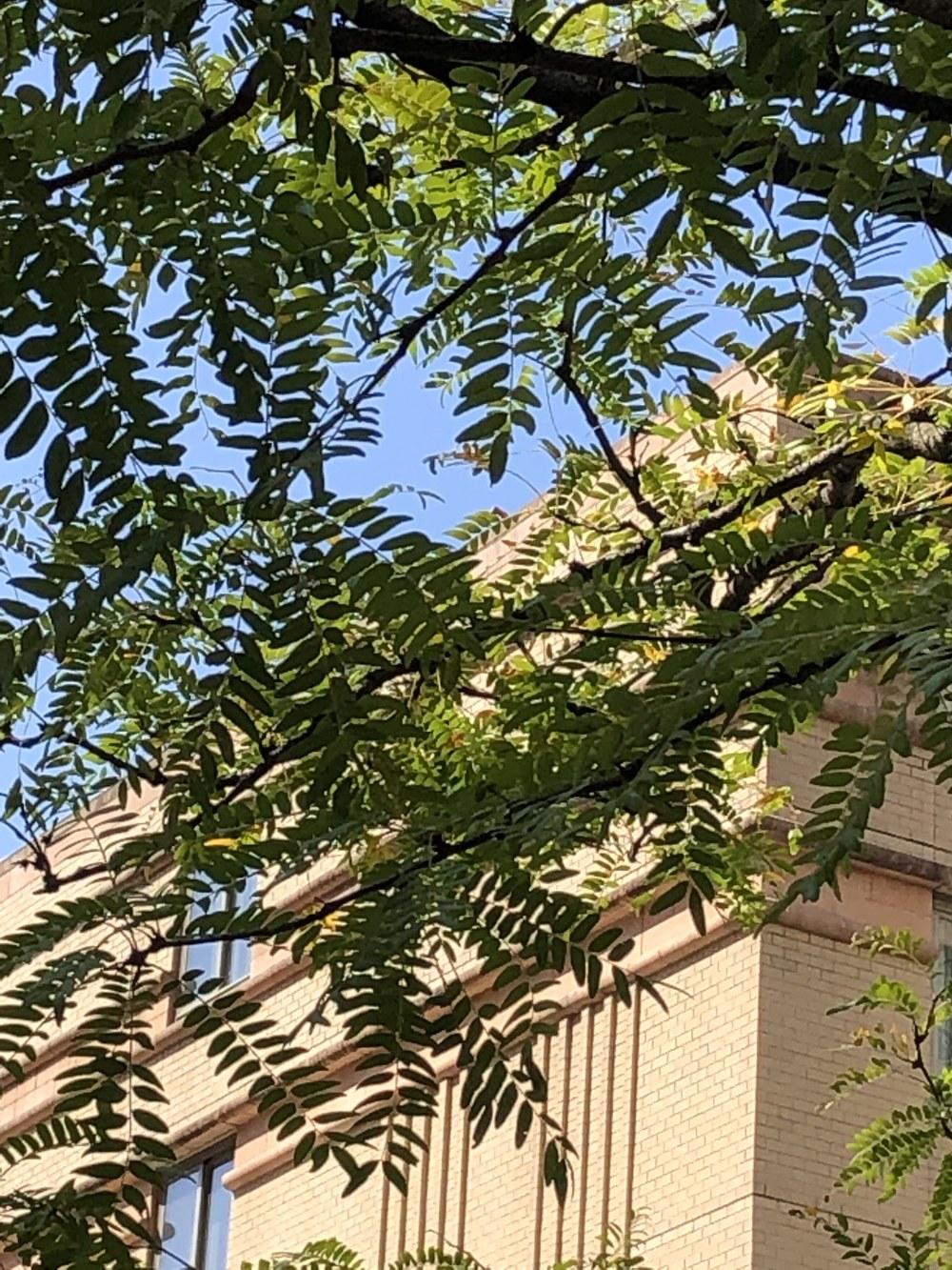 can you please help identifying this tree? in the Plant ID forum ...