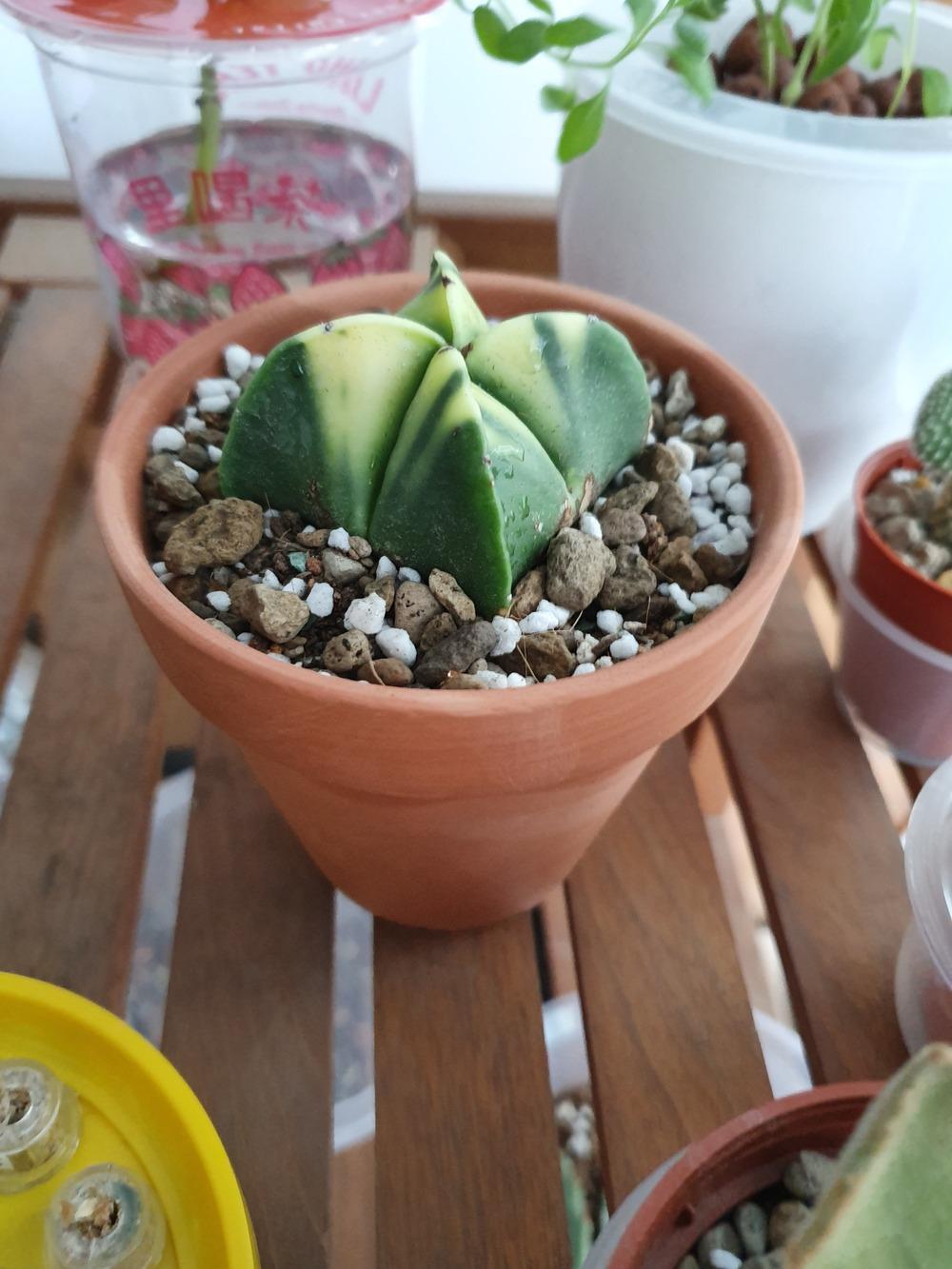 What Happened to my Bishop's Cap? in the Cactus and Succulents forum ...