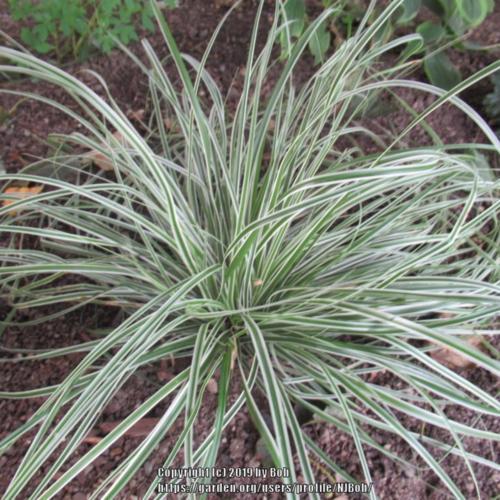 Sedge (Carex oshimensis EverColor® Everest) in the Sedges Database ...