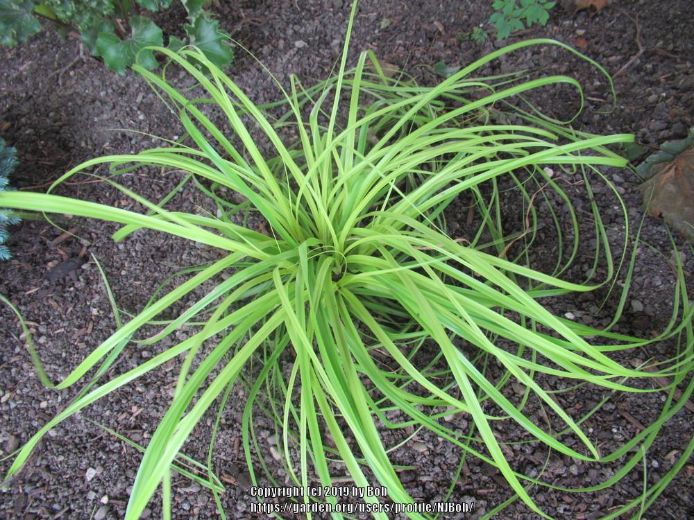 Sedges: Plant Care and Collection of Varieties - Garden.org