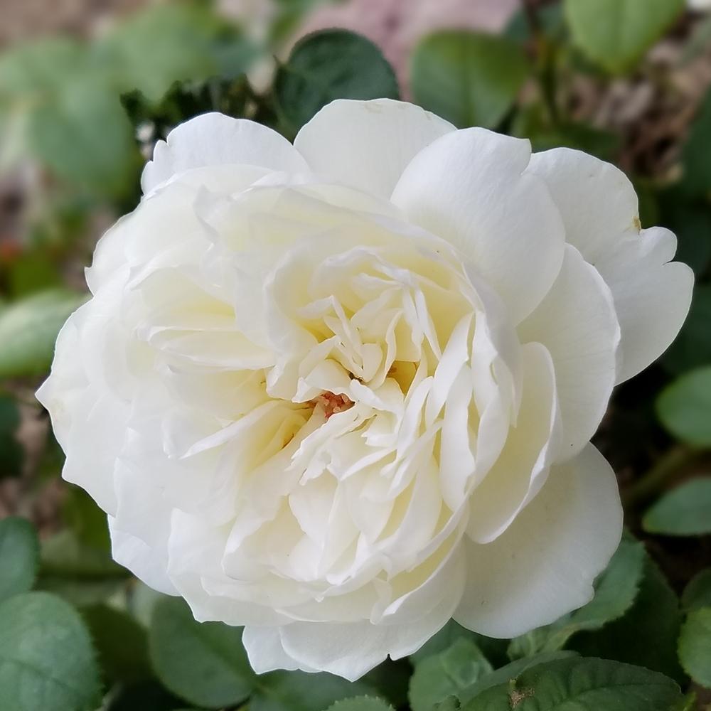 Photo of the bloom of Rose (Rosa 'Bolero 2004') posted by OrganicJen ...
