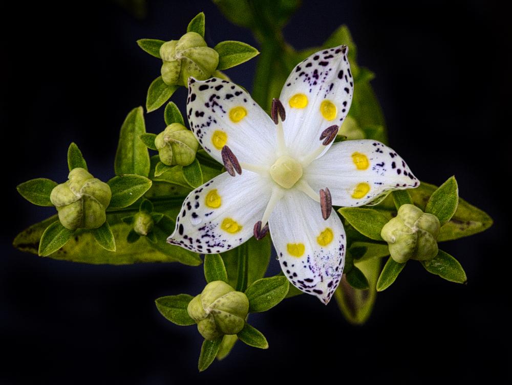 Photo of the bloom of Double Spotted Swertia (Swertia bimaculata ...