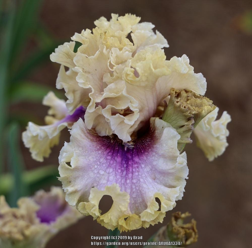 Photo of the bloom of Tall Bearded Iris (Iris 'Space Signal') posted by ...