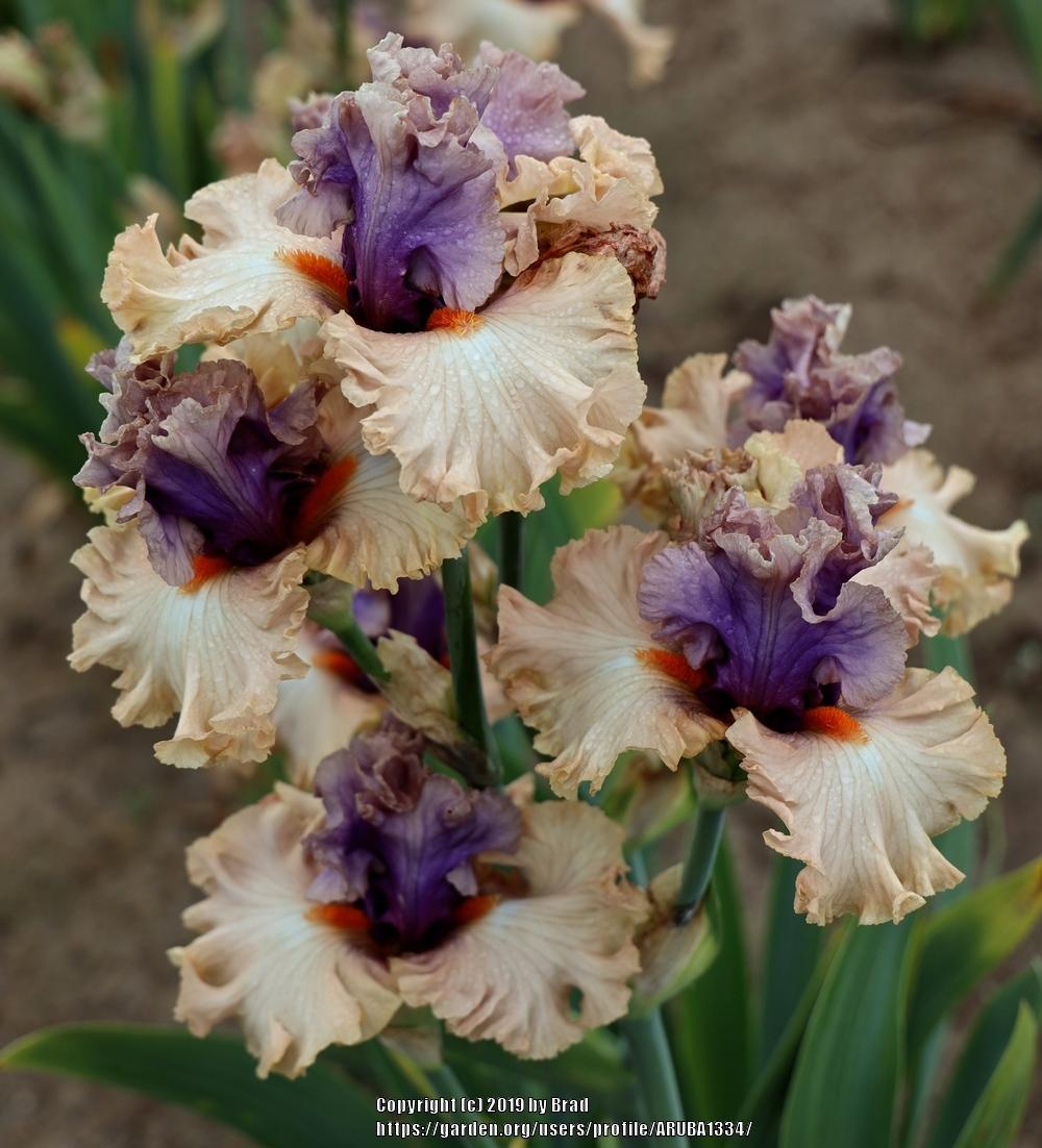Photo of the bloom of Tall Bearded Iris (Iris 'Power Struggle') posted ...