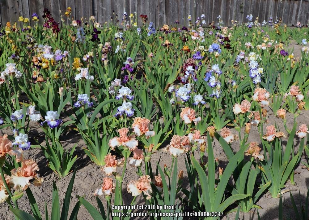 Photo of the bloom of Tall Bearded Iris (Iris 'Looking Cute') posted by ...