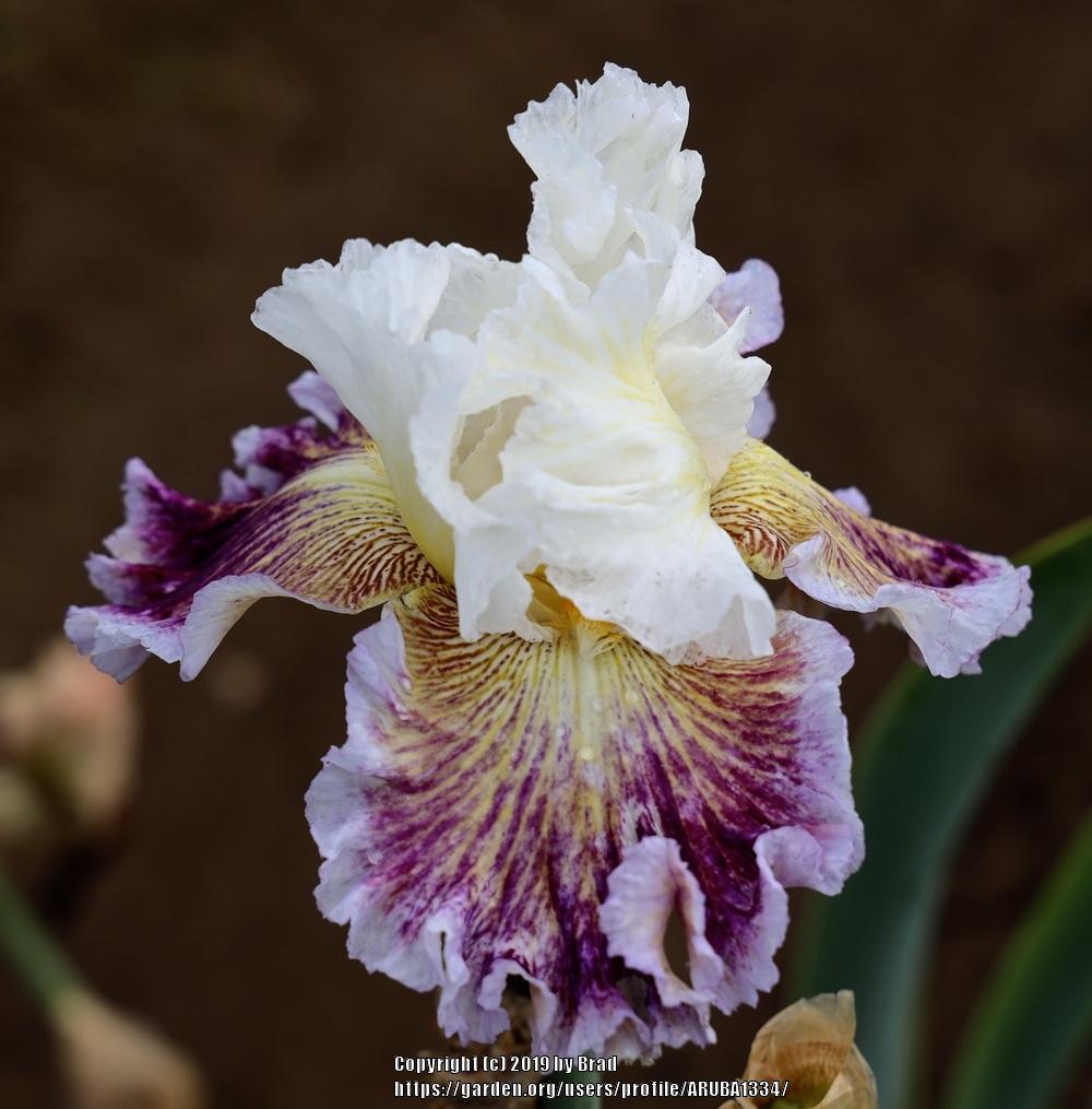 Tall Bearded Iris (Iris 'Amaze') in the Irises Database - Garden.org