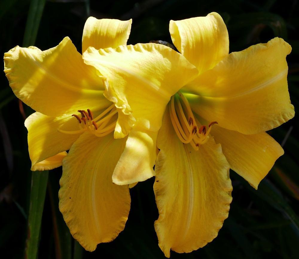 Really good yellow daylily in the Daylilies forum - Garden.org