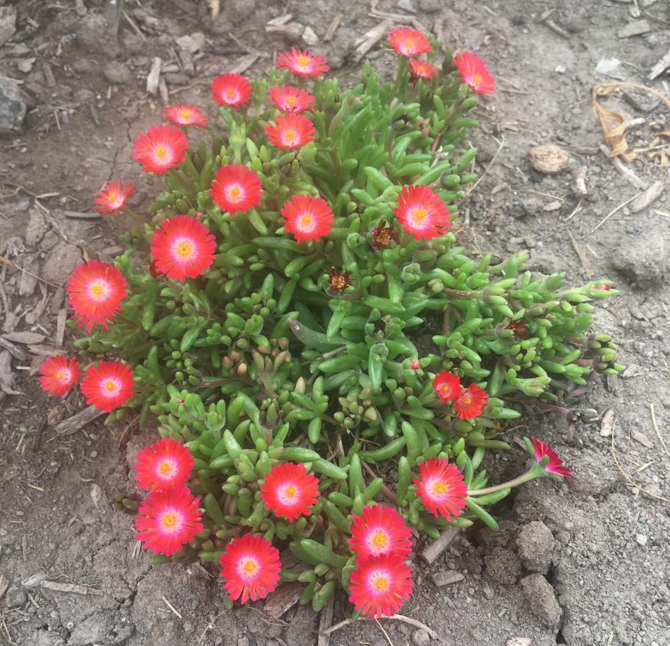 Photo of the entire plant of Ice Plant (Delosperma Jewel of Desert ...