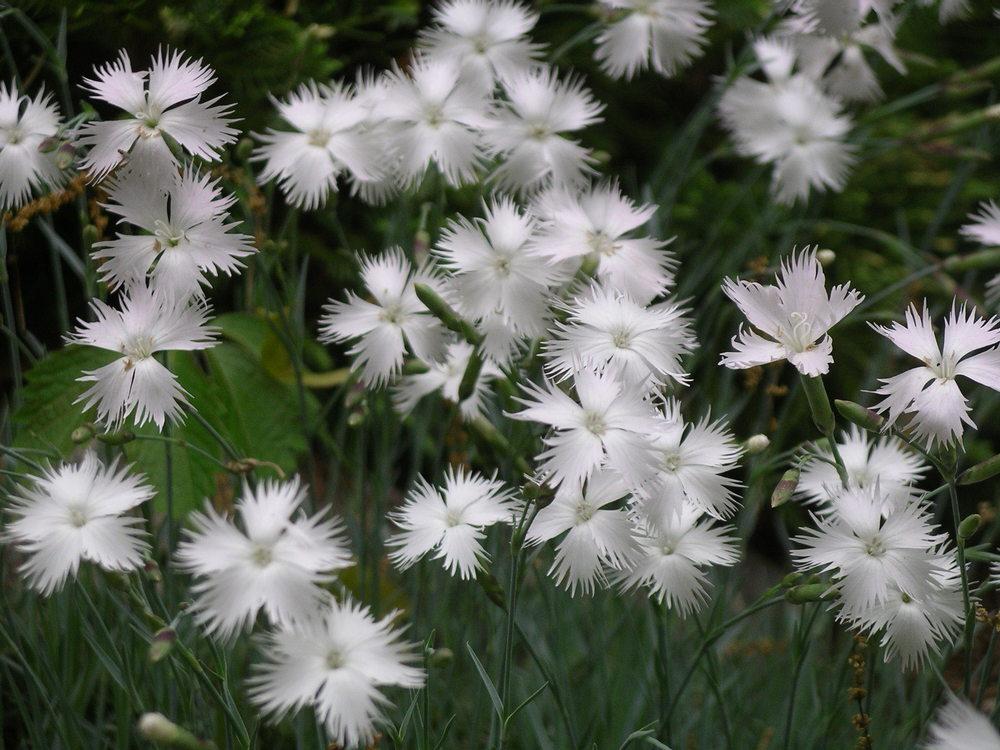 Photo of the bloom of Pink (Dianthus plumarius 'Itsaul White') posted ...
