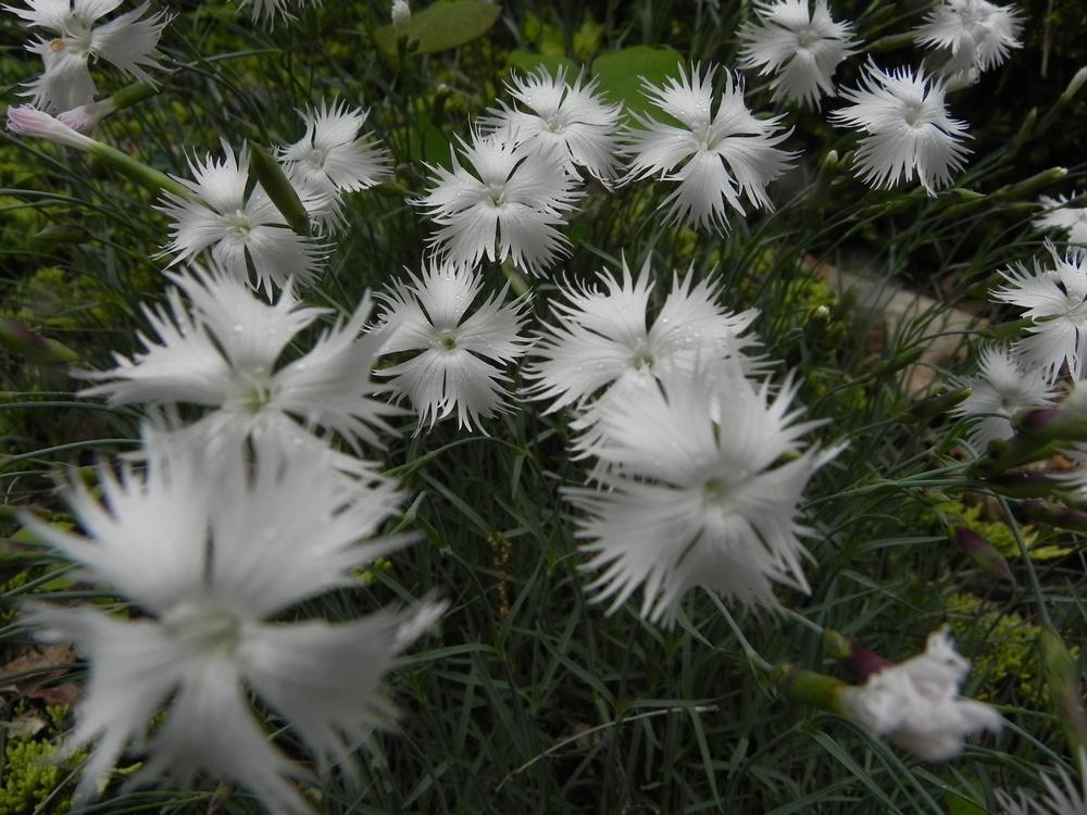 Photo of the bloom of Pink (Dianthus plumarius 'Itsaul White') posted ...