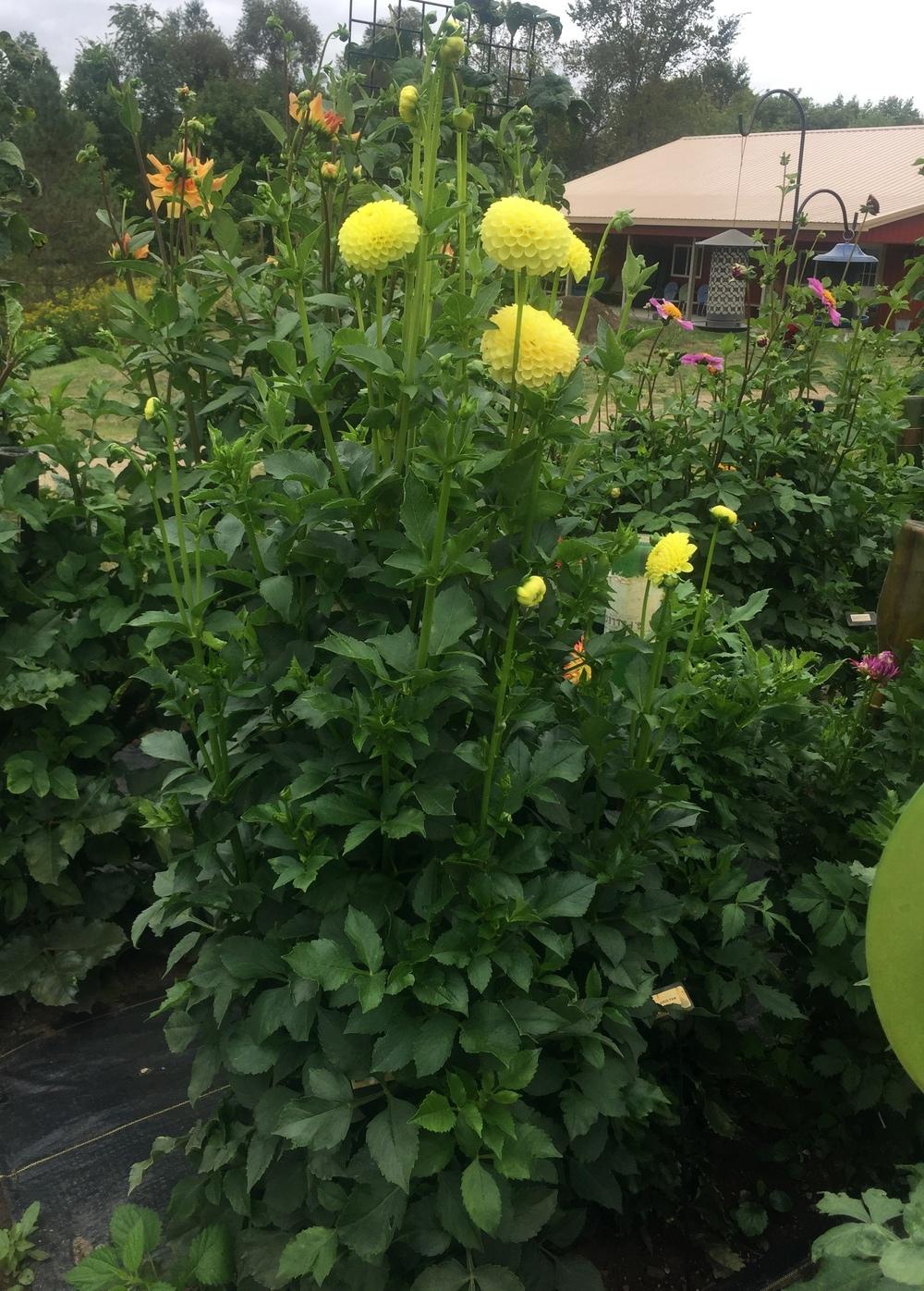 Photo of the entire plant of Dahlia 'Clearview Daniel' posted by ...