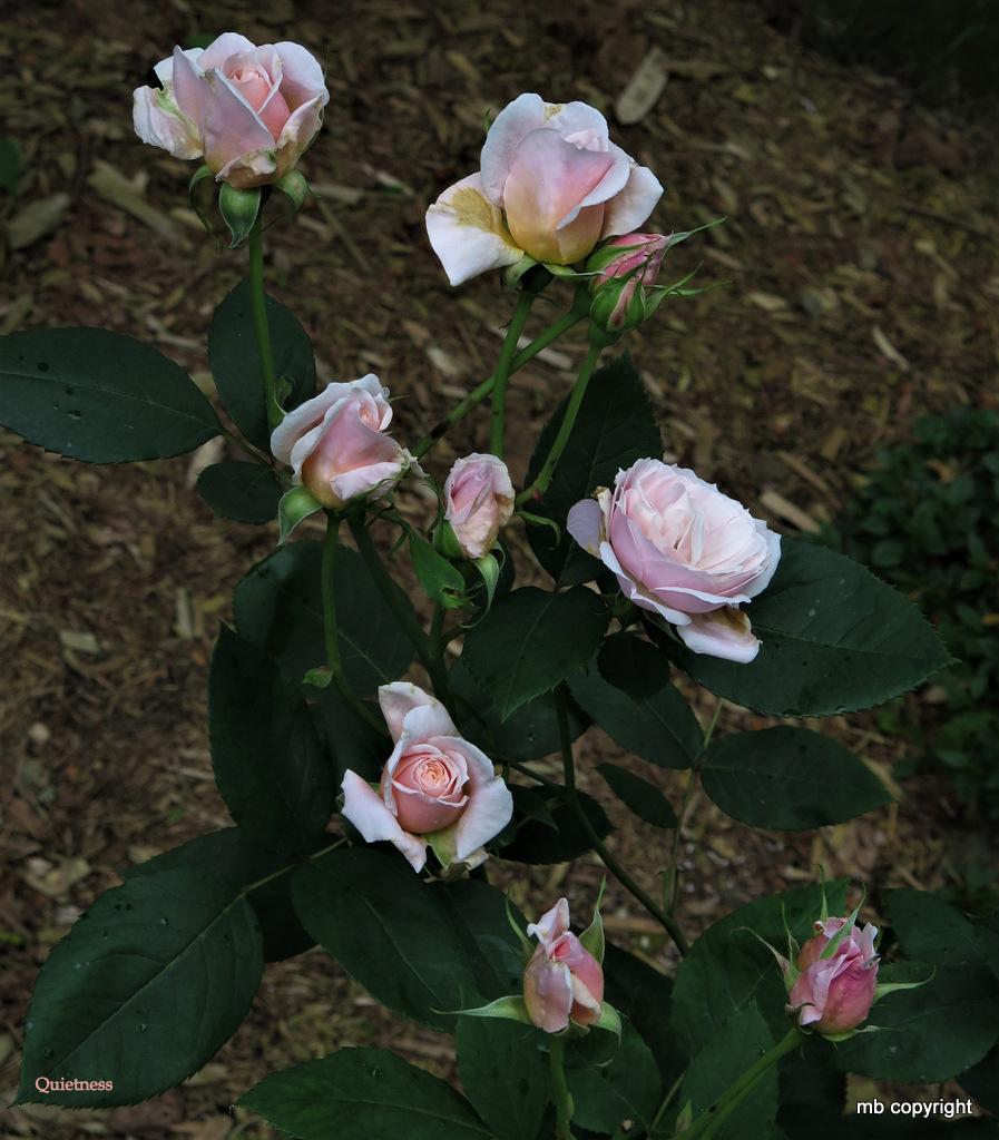 Photo of the bloom of Rose (Rosa 'Quietness') posted by MargieNY ...