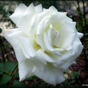 Photo of the bloom of Rose (Rosa 'Tineke') posted by MargieNY - Garden.org