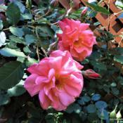 Rose (Rosa 'Westerland') in the Roses Database - Garden.org