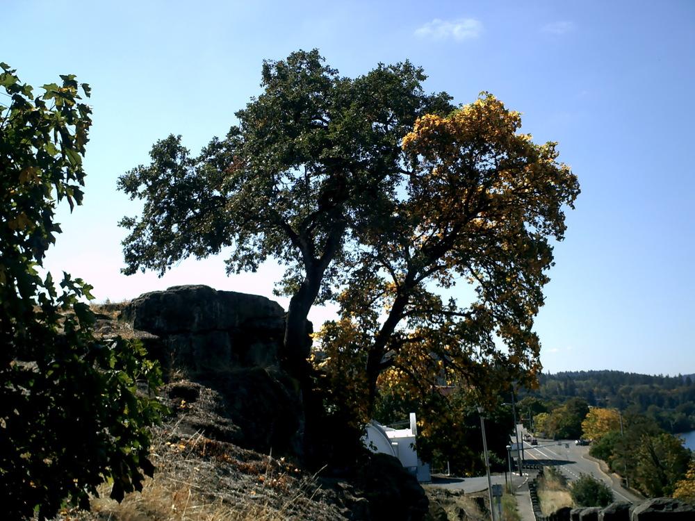 Our Native Oregon Trees in the Trees and Shrubs forum - Garden.org