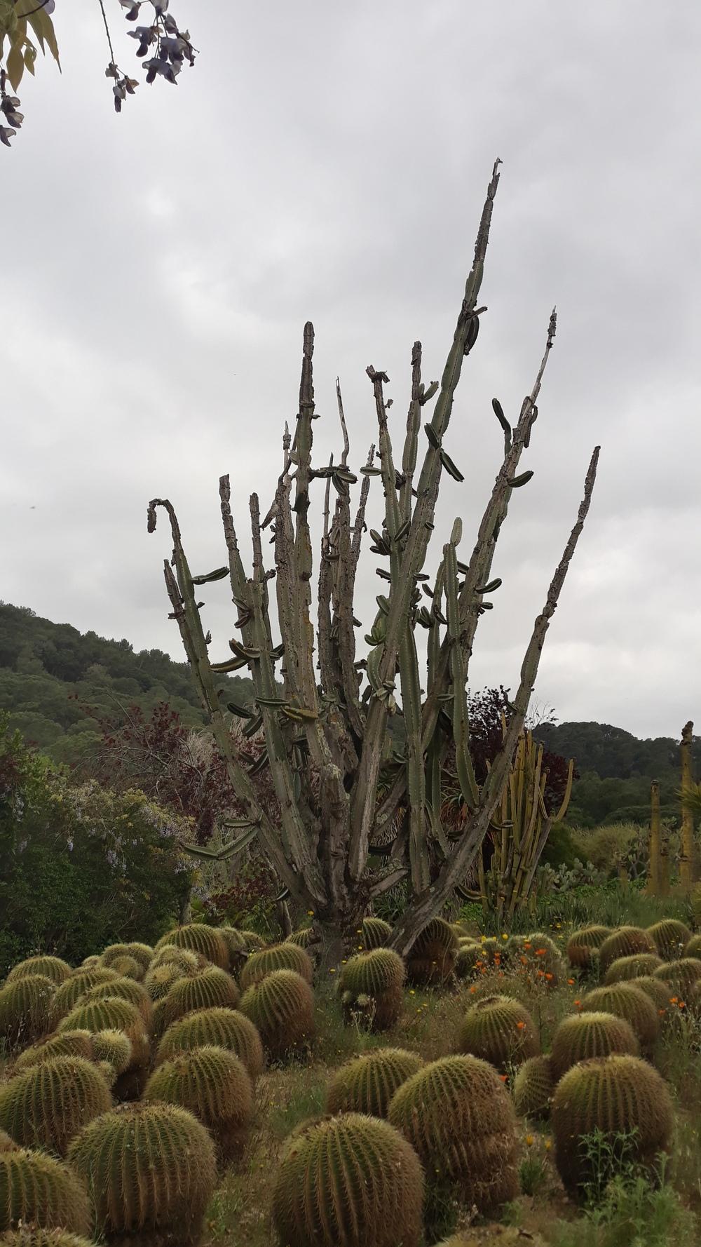 Bent/Stretching Cacti in the Cactus and Succulents forum - Garden.org