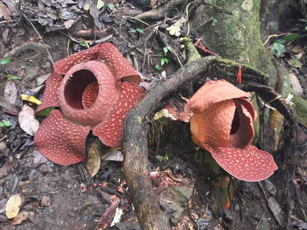 Corpse Flower (Rafflesia arnoldii) - Garden.org