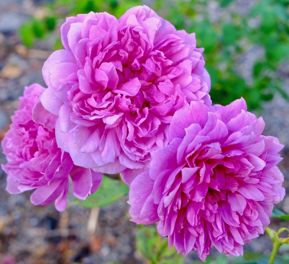 Rose (Rosa 'Sister Elizabeth') in the Roses Database - Garden.org