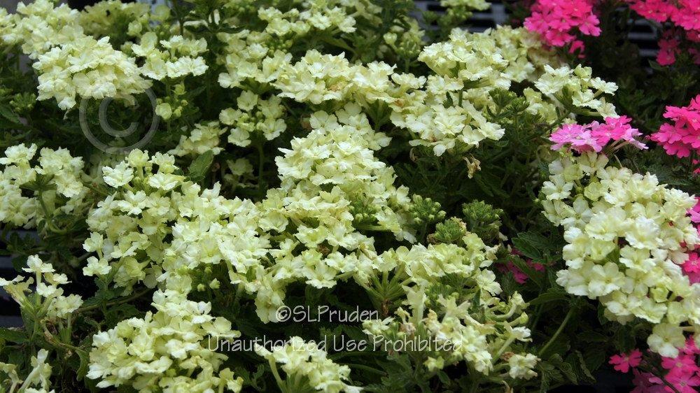 Verbena (Verbena x hybrida Lanai® Lime Green) - Garden.org