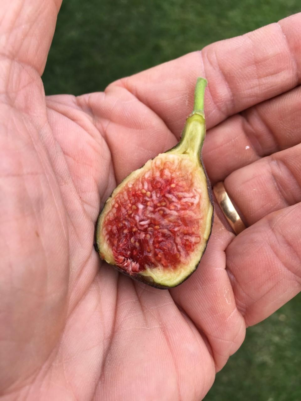 Figs: Plant Care and Collection of Varieties - Garden.org