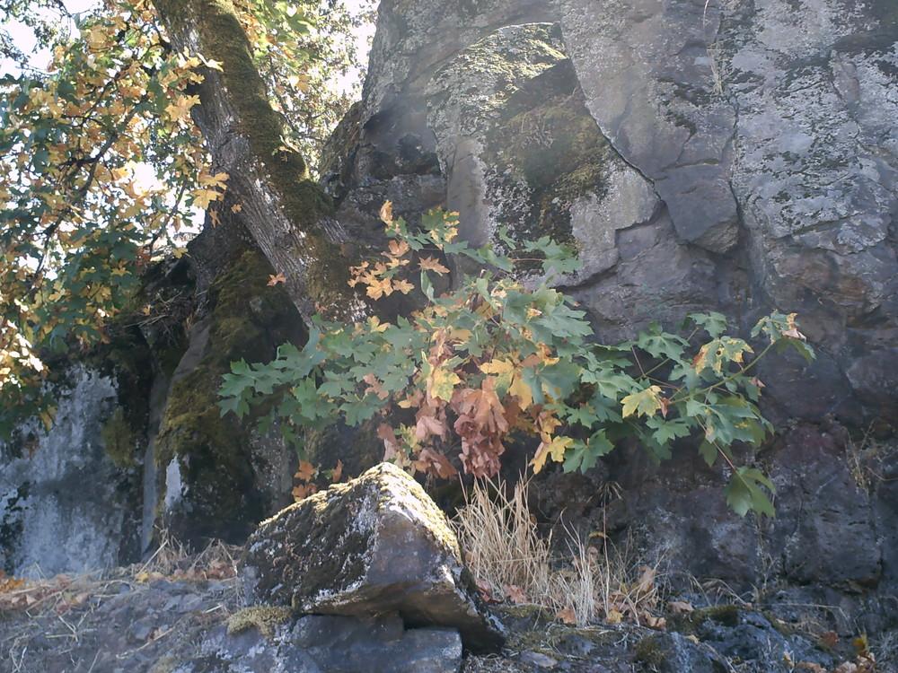 Our Native Oregon Trees in the Trees and Shrubs forum - Garden.org