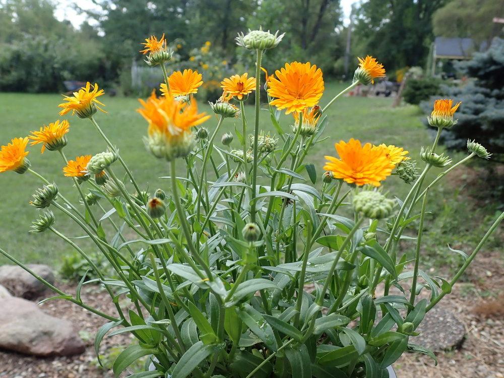 Photo of the entire plant of Calendula Winter Wonders™ Peach Polar ...
