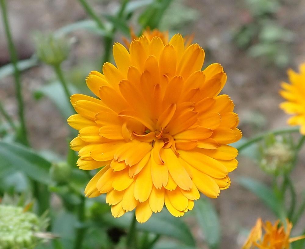 Calendula Winter Wonders™ Peach Polar - Garden.org