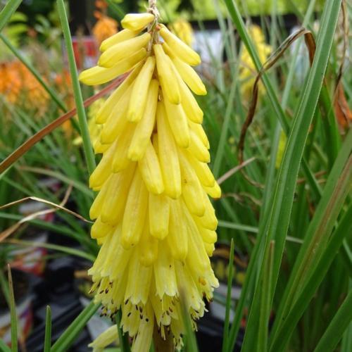 Dwarf Torch Lily (Kniphofia Poco™ Yellow) in the Torch Lilies Database ...