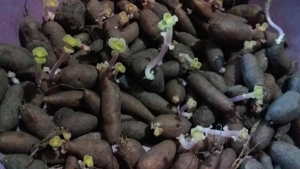 Chinese Potato (Plectranthus rotundifolius) - Garden.org