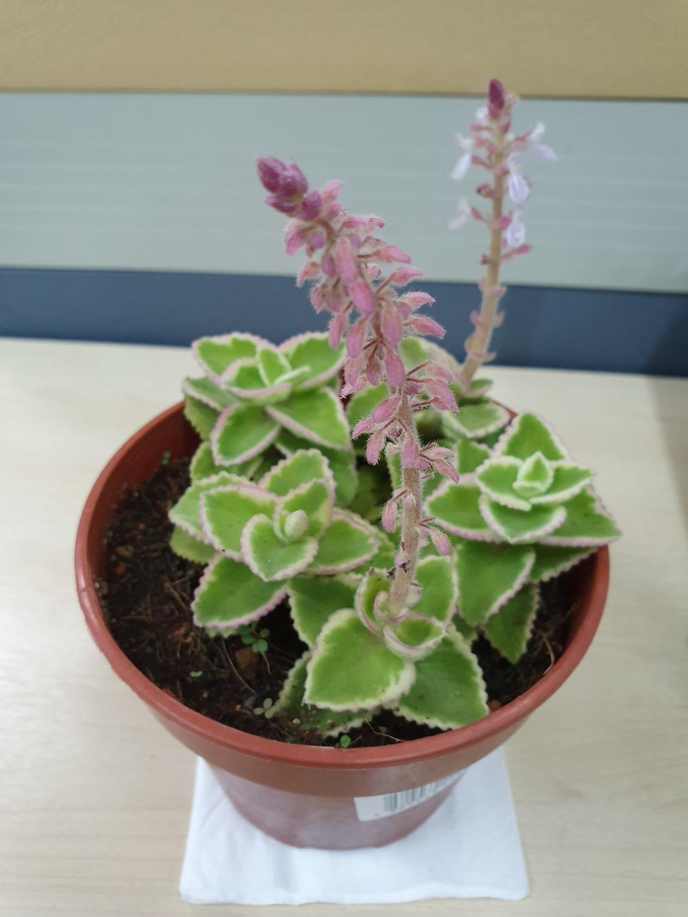 Can the flowers of Indian Borage (or mexican mint) be extracted? in the ...