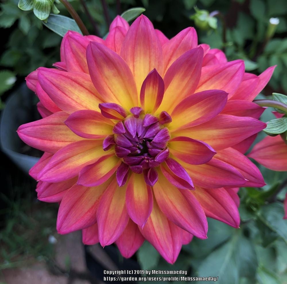 Photo of the bloom of Dahlia 'Firepot' posted by Melissamaeday - Garden.org