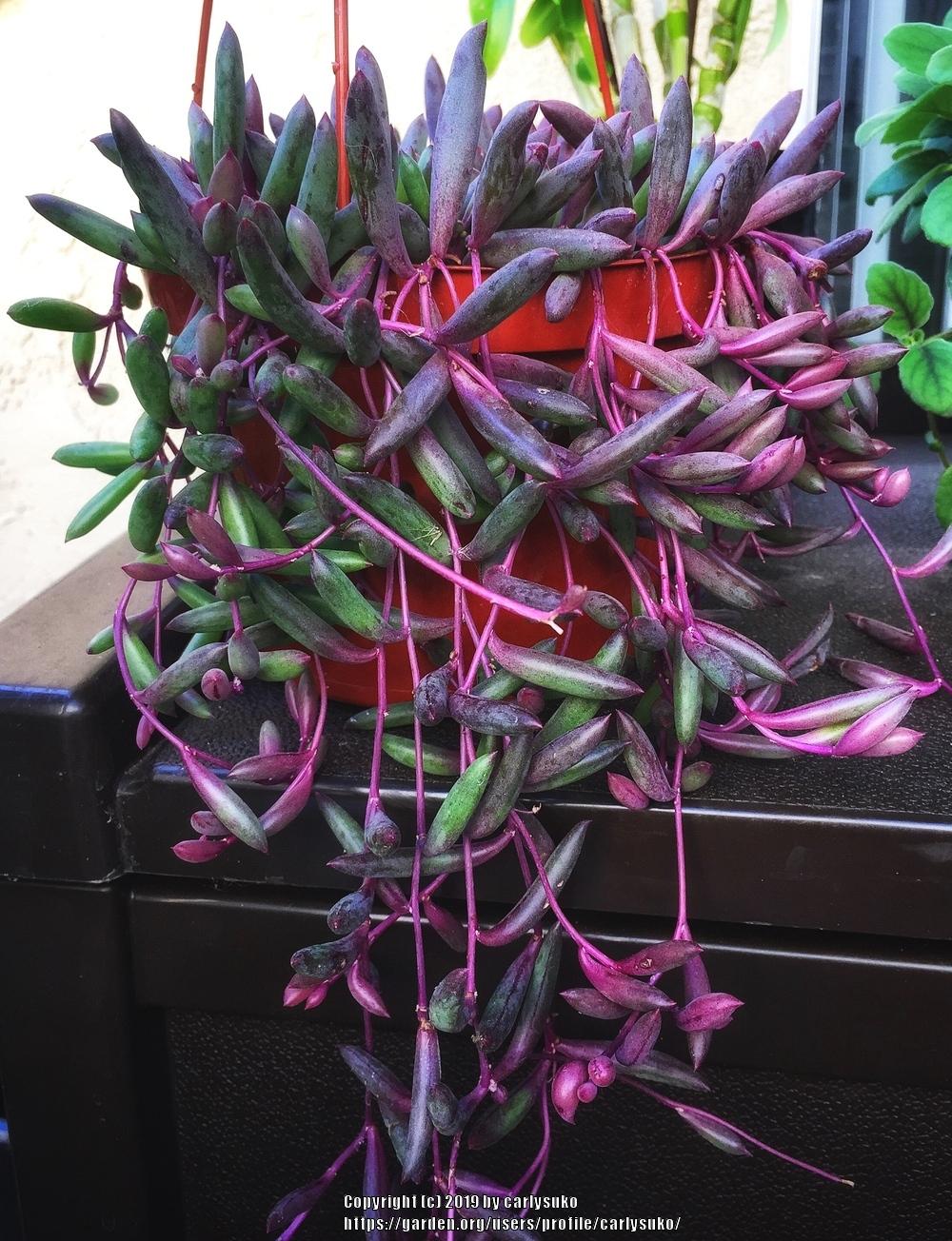 String of Pickles (Crassothonna capensis 'Ruby Necklace') - Garden.org