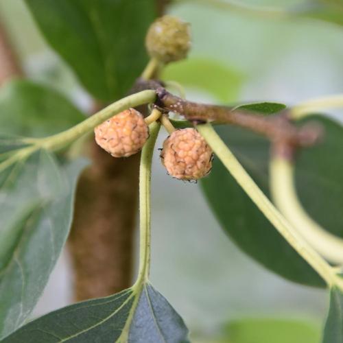 Cudrania (Cudrania tricuspidata) - Garden.org