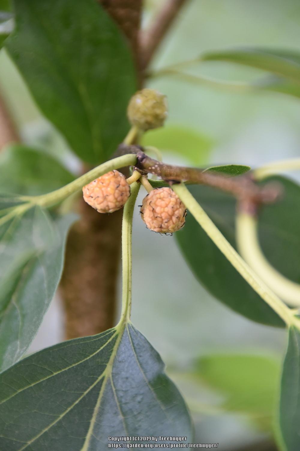 Cudrania (Cudrania tricuspidata) - Garden.org