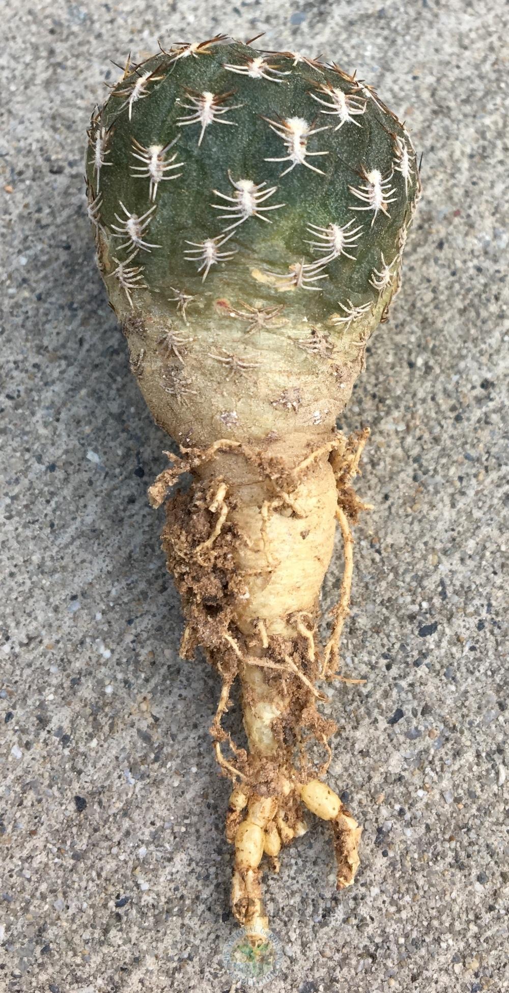 Photo of the roots of Arenaceous Crown Cactus (Weingartia arenacea ...
